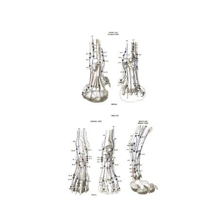 Acupuncture Points and Meridians in the Dog (7 Charts)